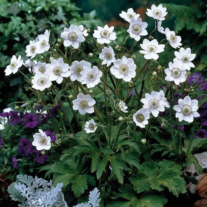 Анемона lyawiliya 1шт