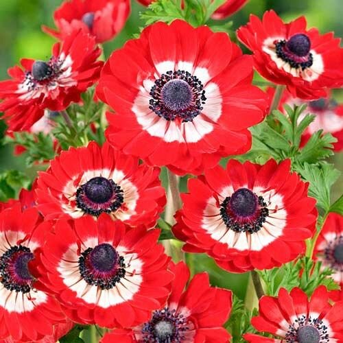 Анемона Говернор, махр, 15 шт