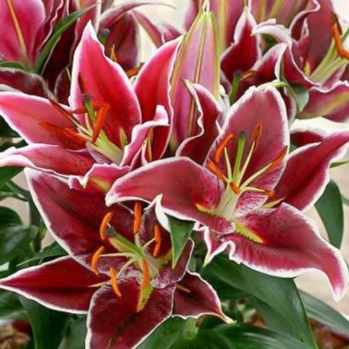 Лилия восточная Магни Корз; Луковица, 5 шт.