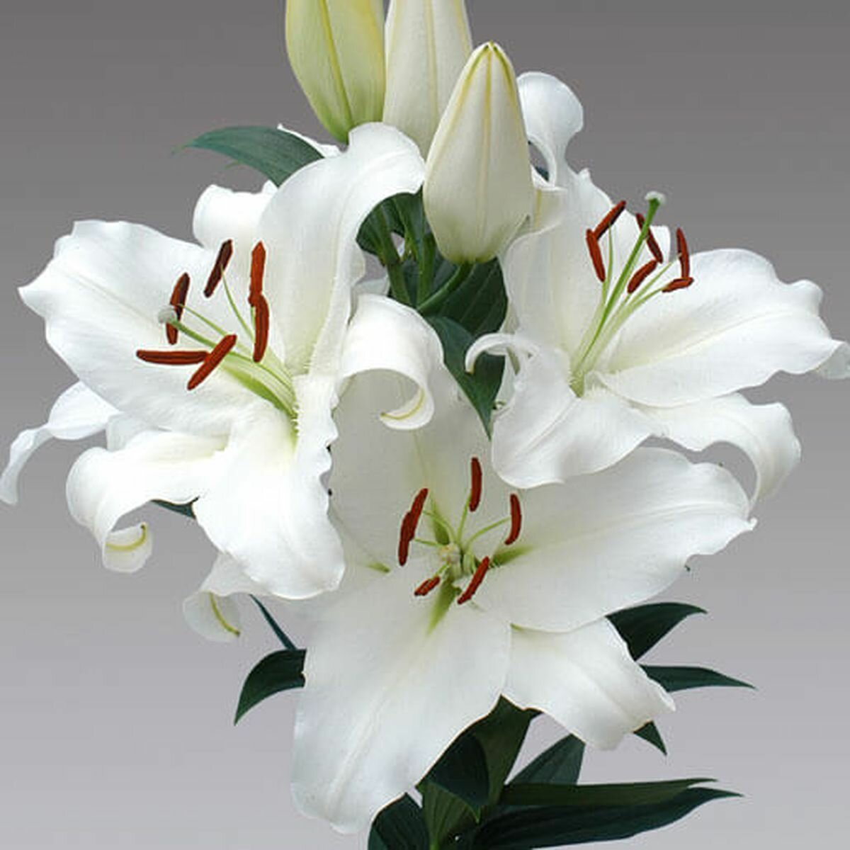 Лилия восточная Монтеню