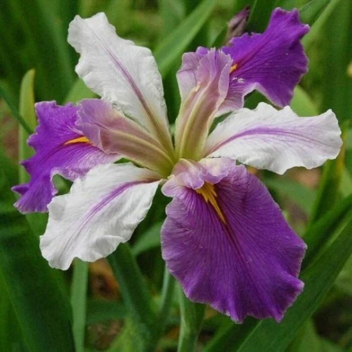 Ирис Колорифик луковицы, клубни, корни цветов