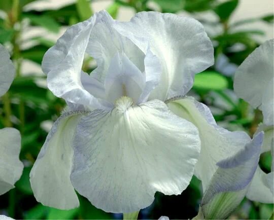 Ирис бородатый Инглиш Коттедж луковицы, клубни, корни цветов