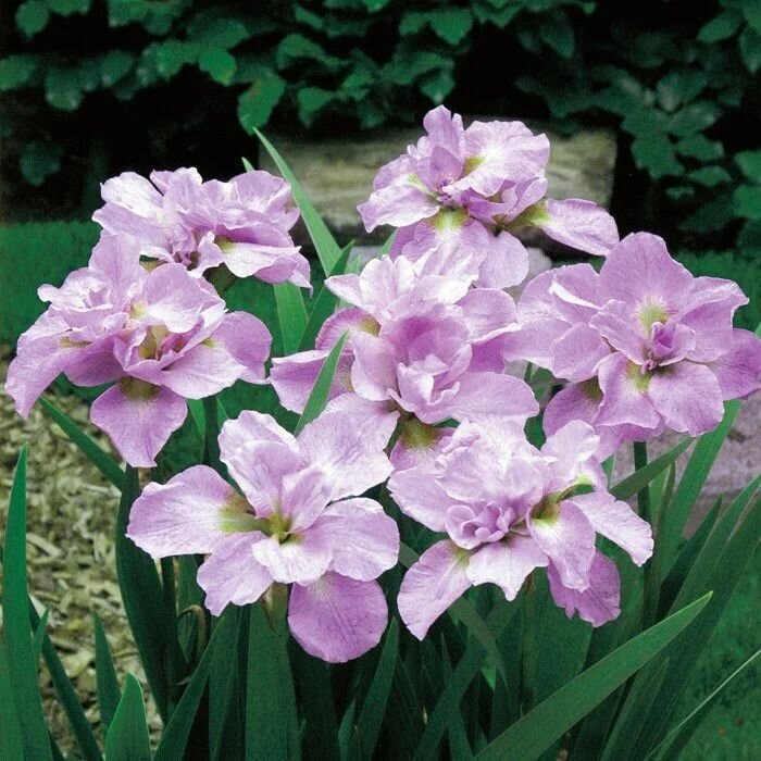 Ирис сибирский Кита-Но-Сейза луковицы, клубни, корни цветов