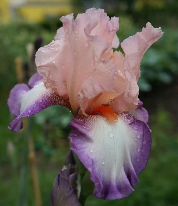 Ирис бородатый Заря Валдая луковицы, клубни, корни цветов