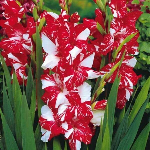 Гладиолус Зизани 1шт