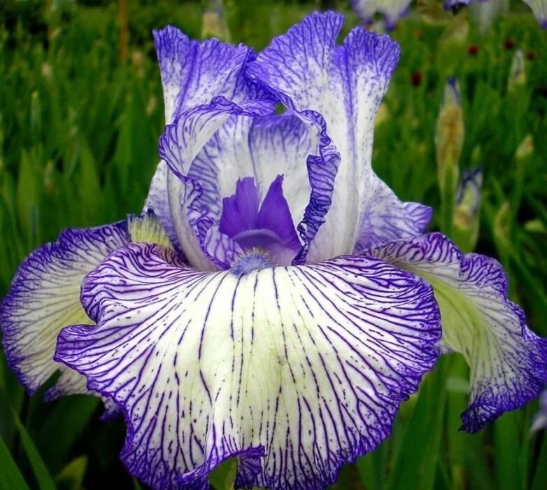 Ирис бородатый Отумн Циркус луковицы, клубни, корни цветов