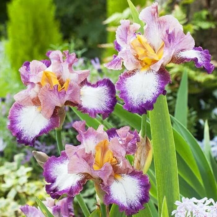 Ирис бородатый Чейндж оф Пейс луковицы, клубни, корни цветов