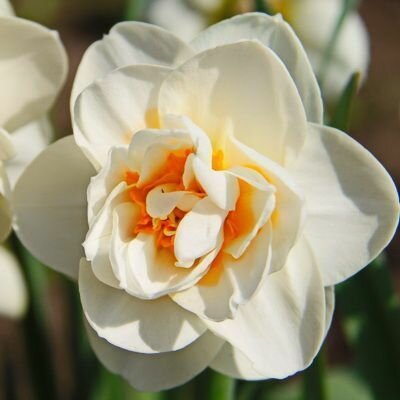 Нарцисс махровый Гай Кибо 5шт