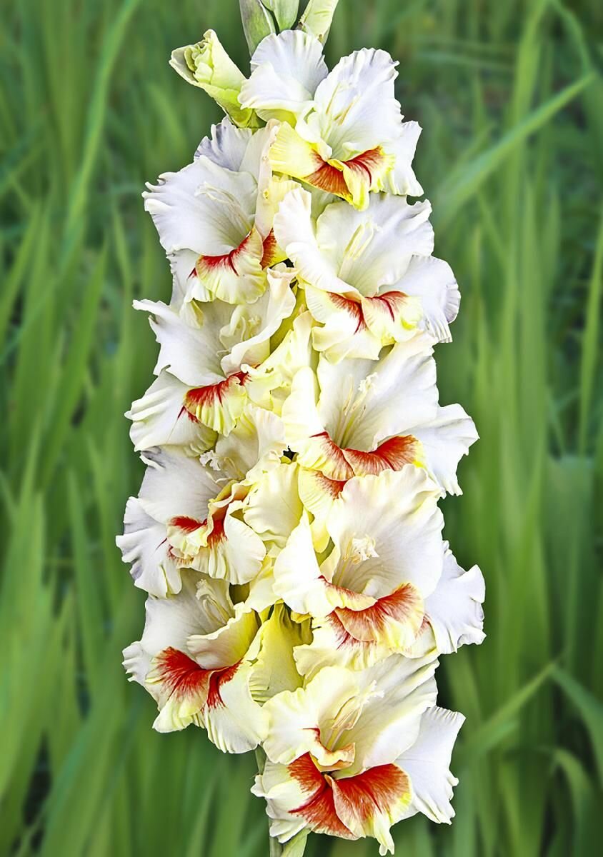 Гладиолус Дельфи 1шт