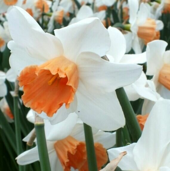 Нарцисс Акцент 8шт.