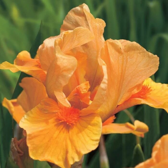 Ирис бородатый Медовая дыня луковица