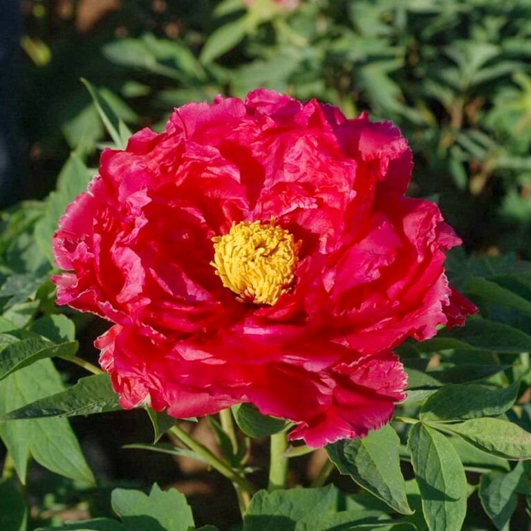 Пион Алые Паруса 1шт