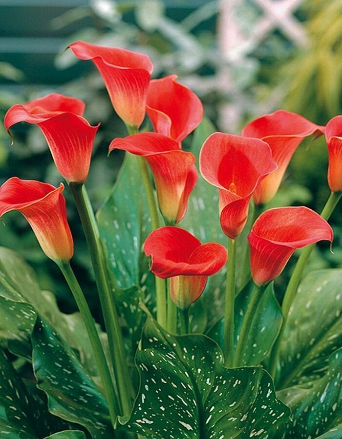 Калла Рэд Сокс 1шт