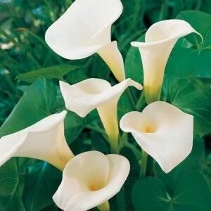 Калла Белокрыльник эфиопский 1шт