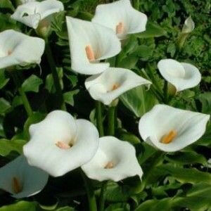 Калла Кроуборо 1шт