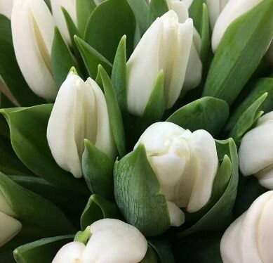 Тюльпан Вайт Династи 5 шт.