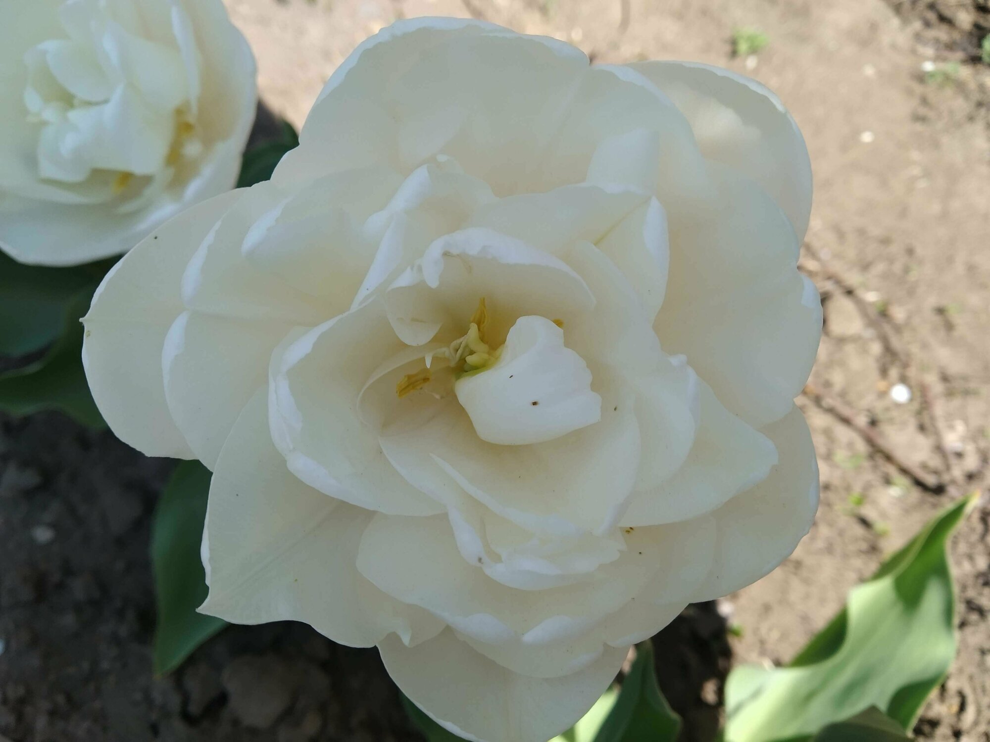 Тюльпан Уайт Харт 5 шт.