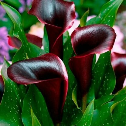 Калла Одесса 1шт