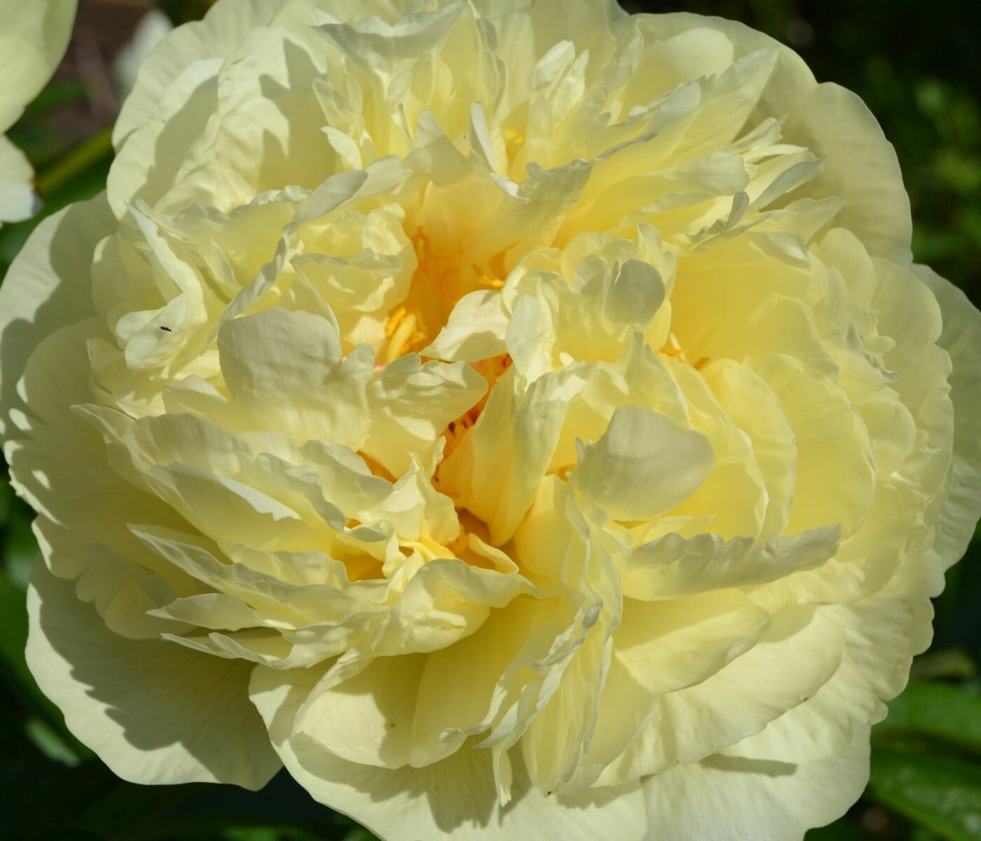 Пион Seidl's Super 1 шт.