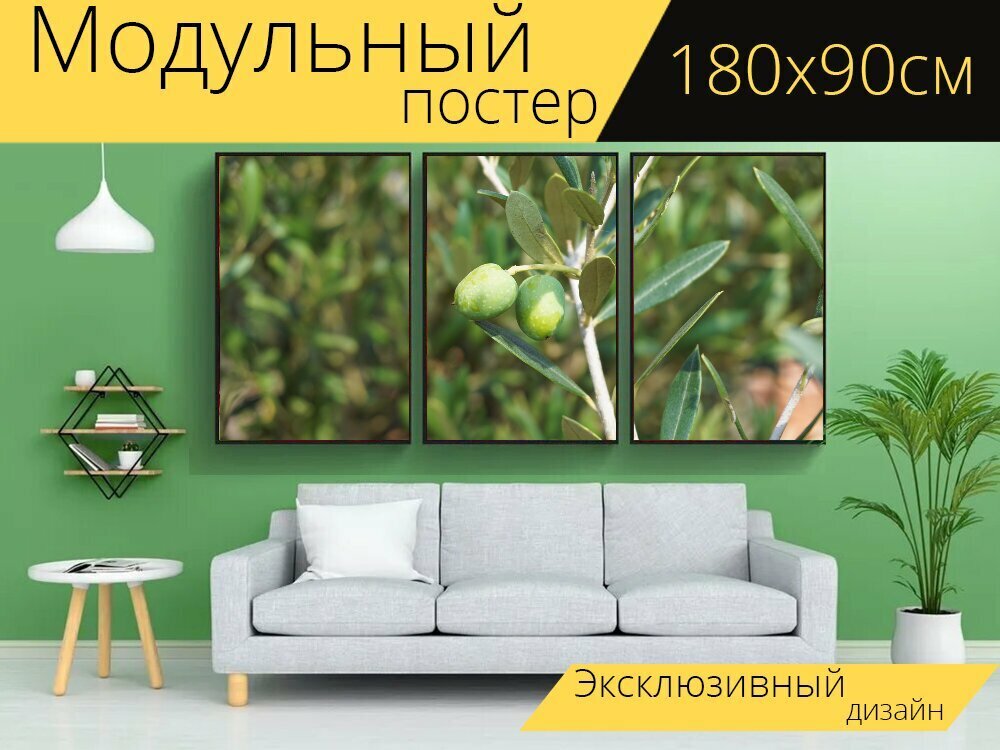 Модульный постер "Оливки, оливковое дерево, ветка оливы" 180 x 90 см. для интерьера
