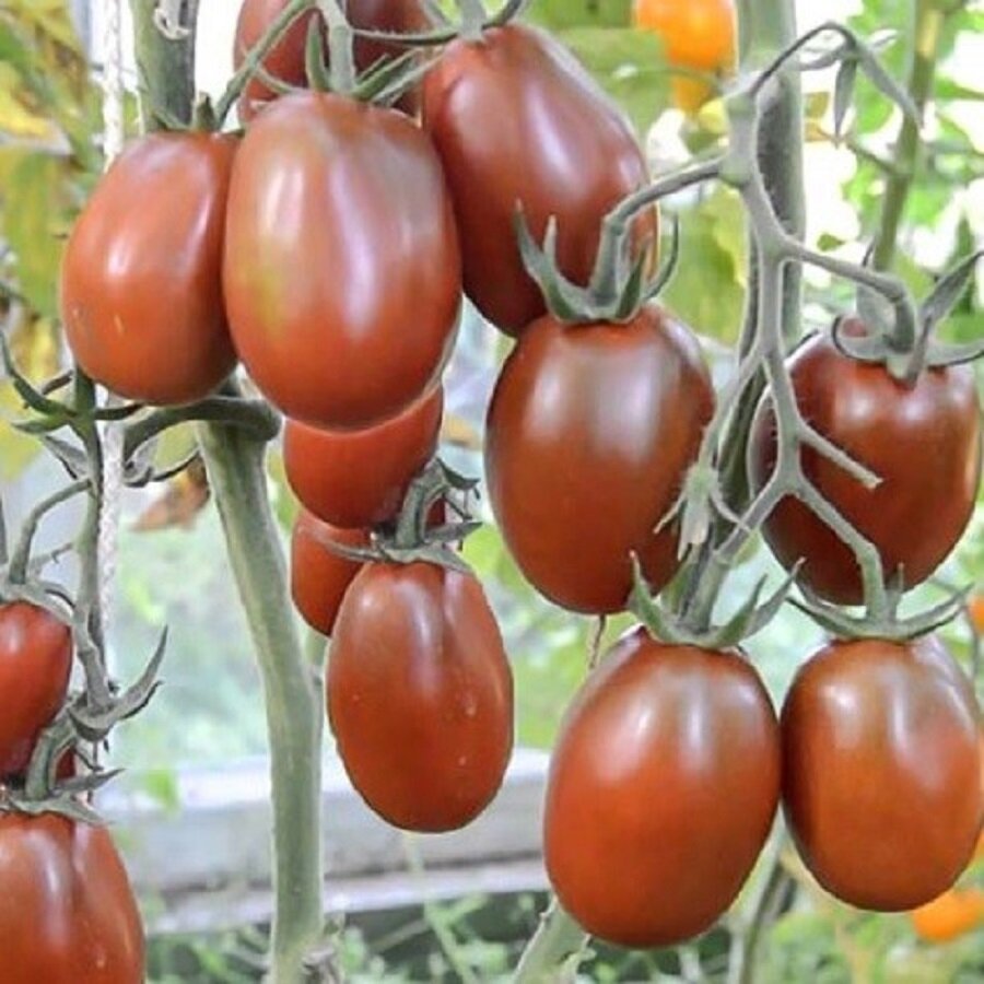 Семена Deodar SEEDS COMPANY Томат Де Барао черный 10 шт.