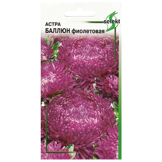 Дом Семян астра Баллюн фиолетовыйсемена декоративного цветка для клумбы