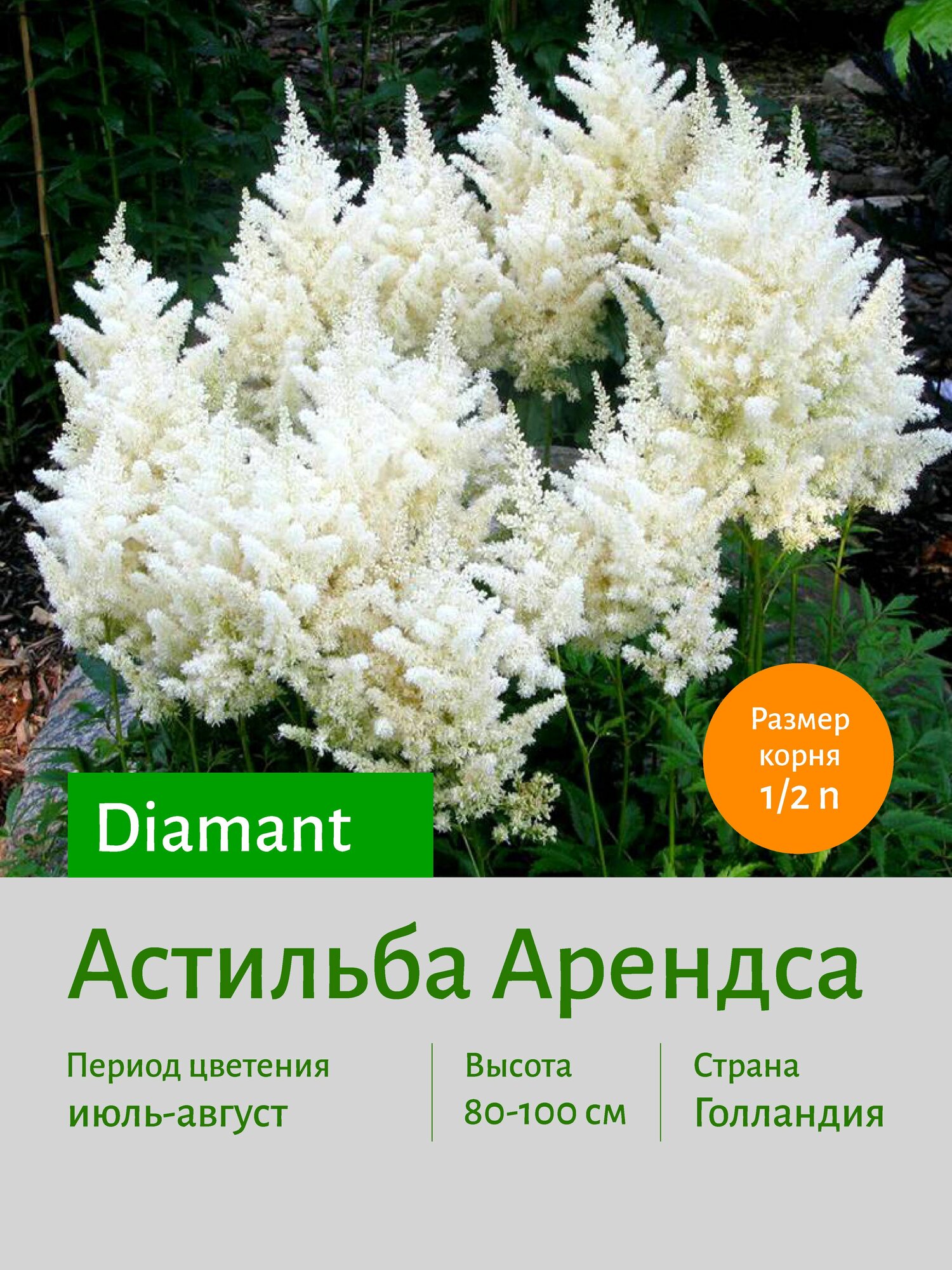 Астильба Арендса Диамант (Diamant) 3 шт сотка