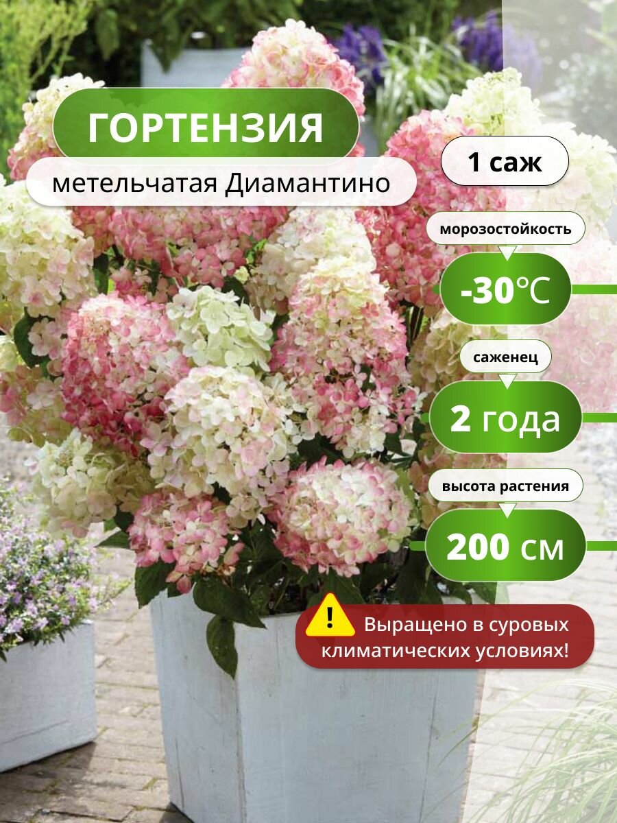 Гортензия метельчатая Диамантино / гортензии, многолетнее, ЗКС, морозостойкая