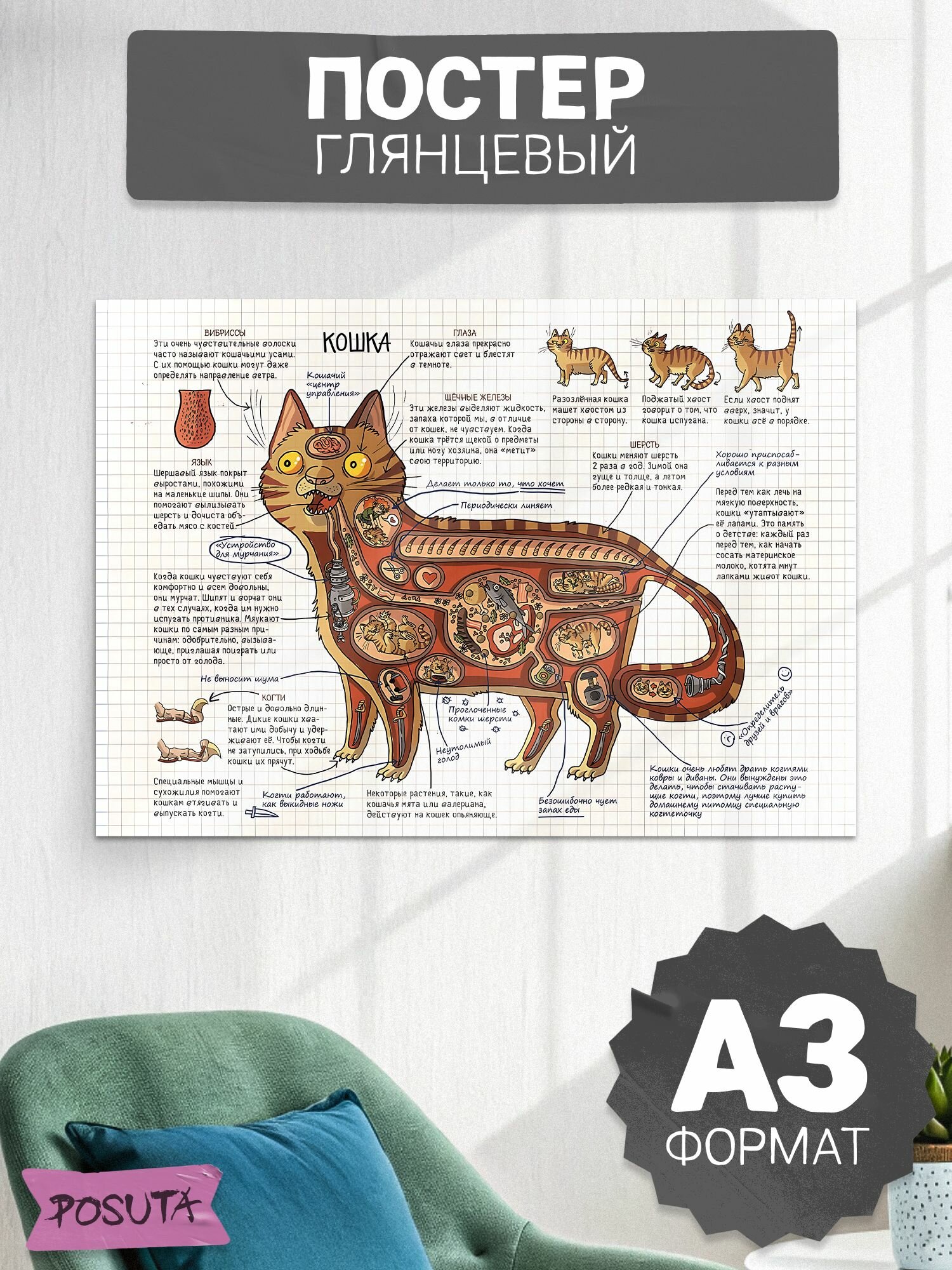 Постеры на стену анатомия кошки постеры обучающие