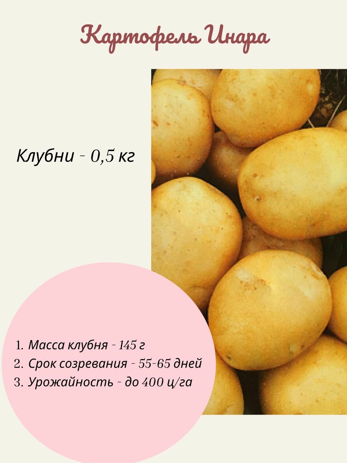 Картофель белый Инара 0,5 кг на посадку