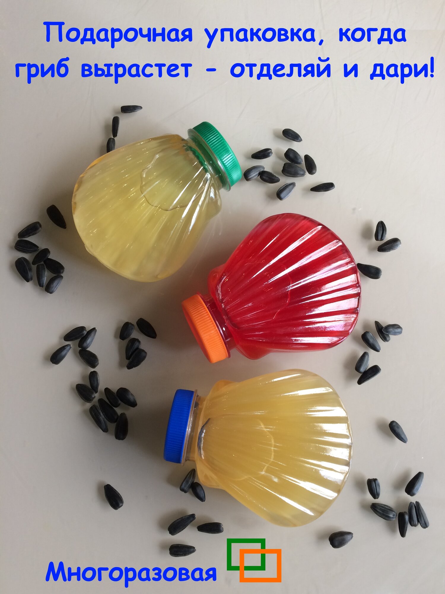 Чайный гриб, живая биокультура создающая полезный для здоровья напиток Комбуча