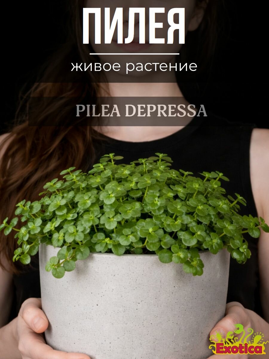 Пилея Депресса (Pilea Depressa) D5см, домашнее растение
