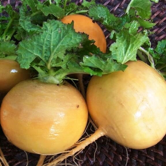 Репа Голден Болл (1 гр.), Гавриш, Россия