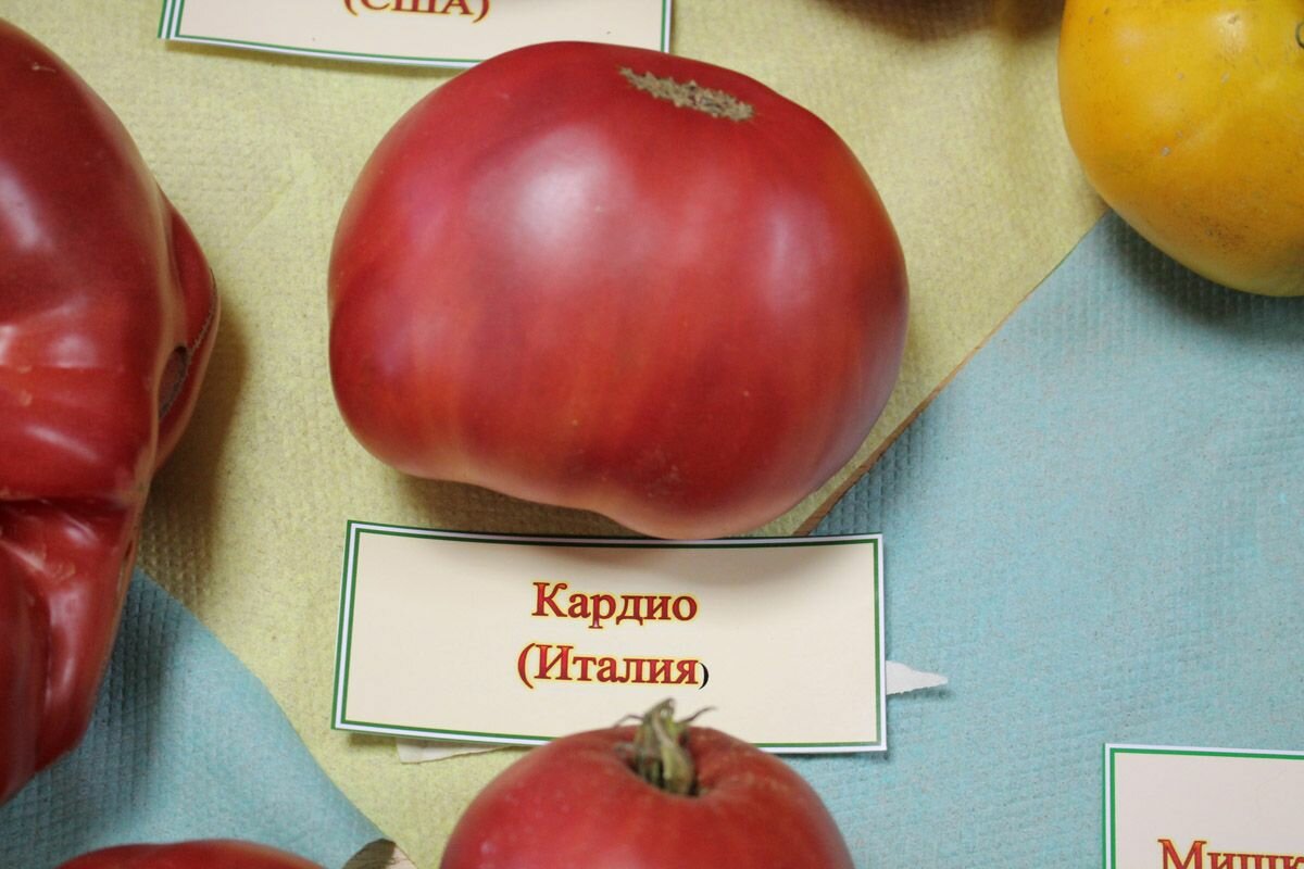 Коллекционные семена томата Кардио