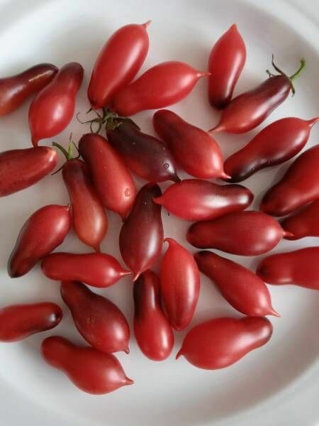 Коллекционные семена томата Кумкват Розовый Опал