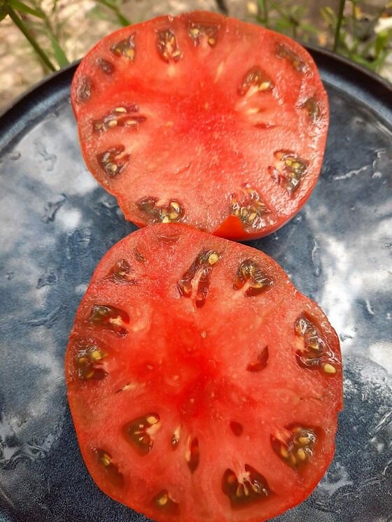 Коллекционные семена томата Гном саакские пончики