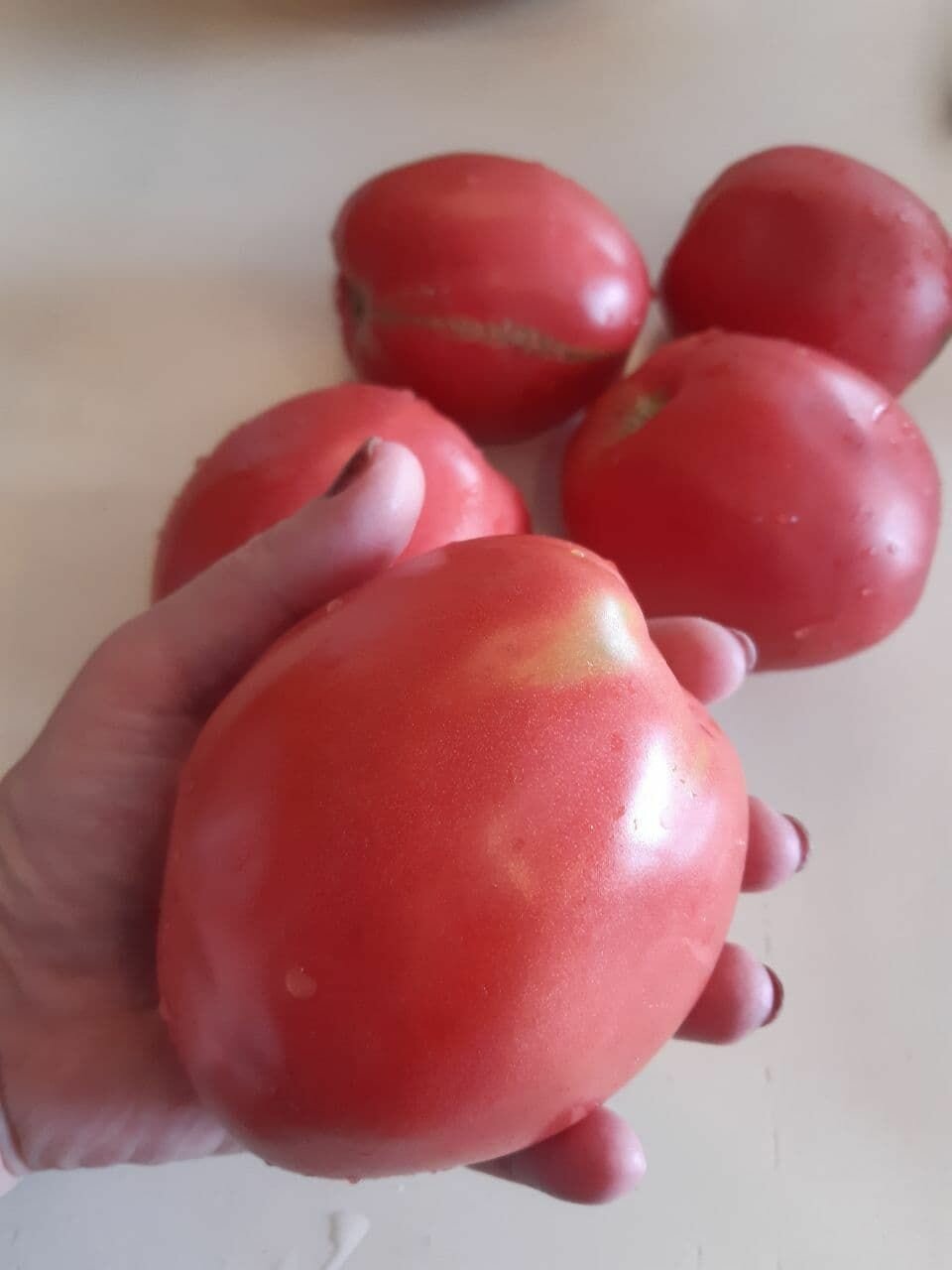 Коллекционные семена томата Астана 6