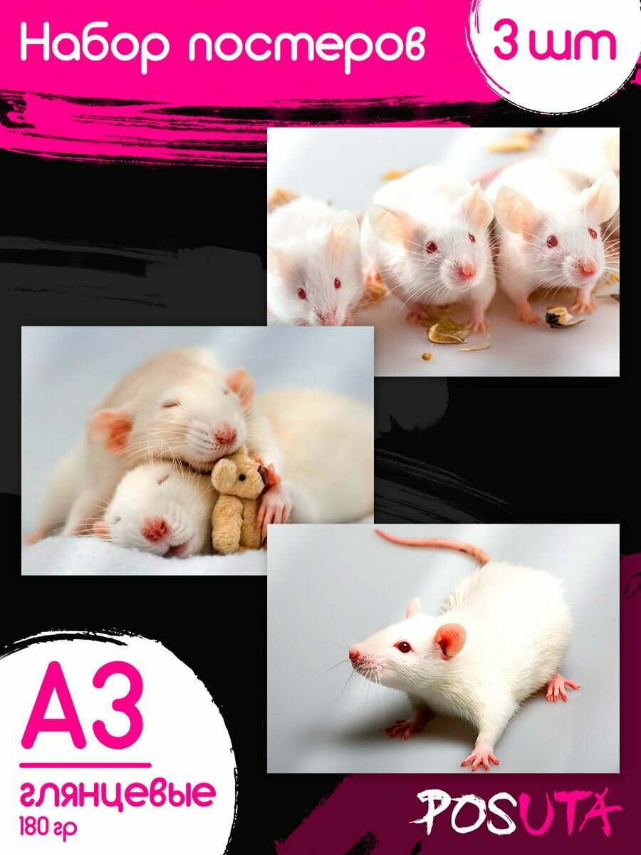 Постеры на стену крыса постеры животные