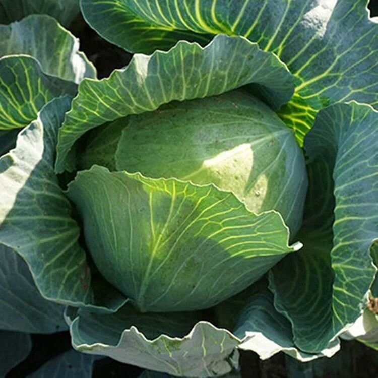 Коллекционные семена капусты б/к Зенон F1