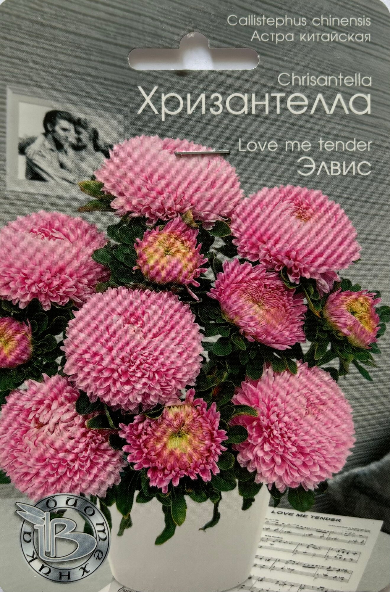 Семена Астры китайской "Хризантелла Элвис" (30 семян)