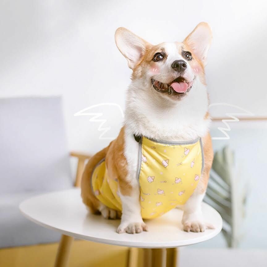 Одежда для животных