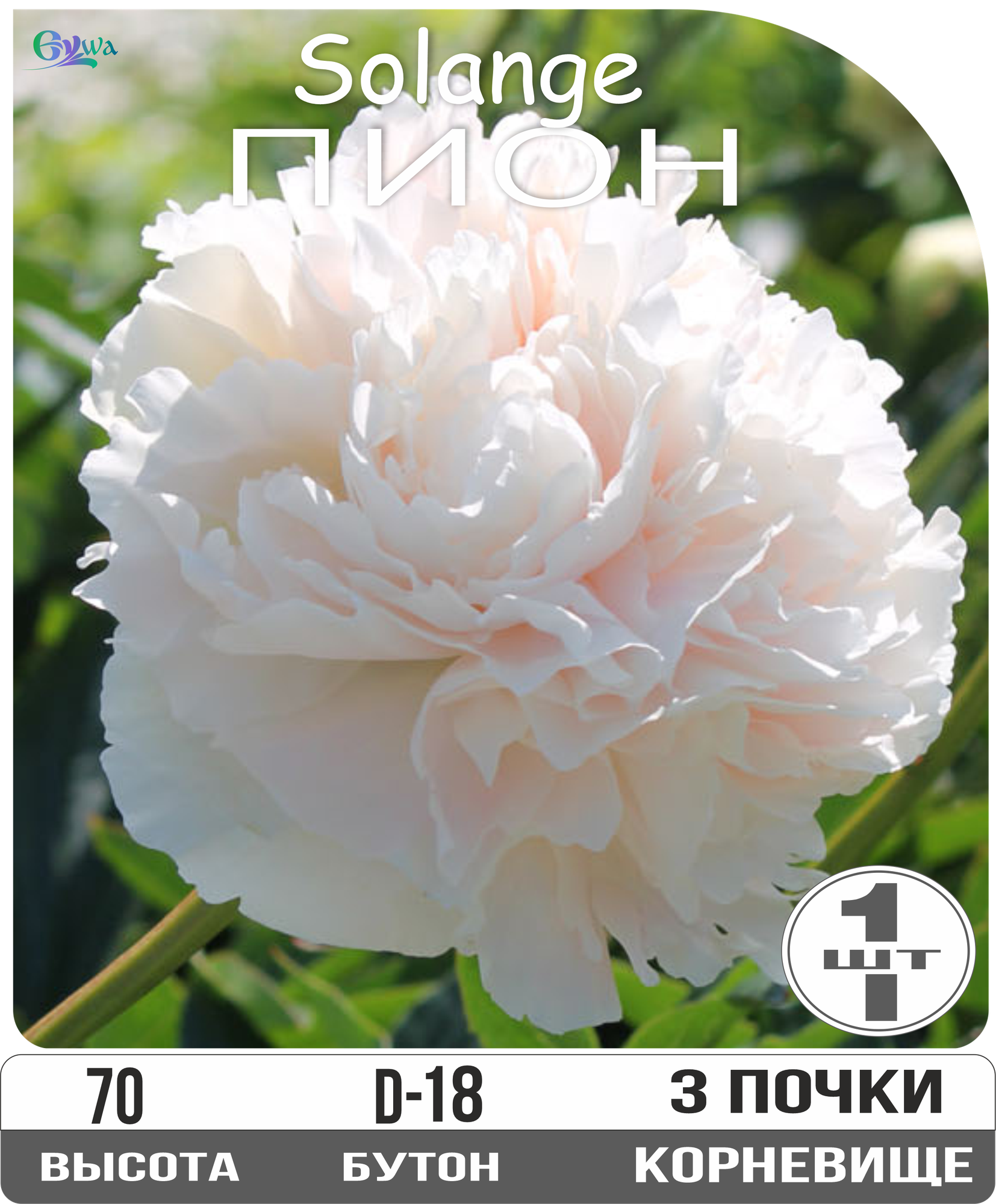 Пион Корневище, Соланж 3+ почки, многолетник, высота 70см, белоснежно-кремовый