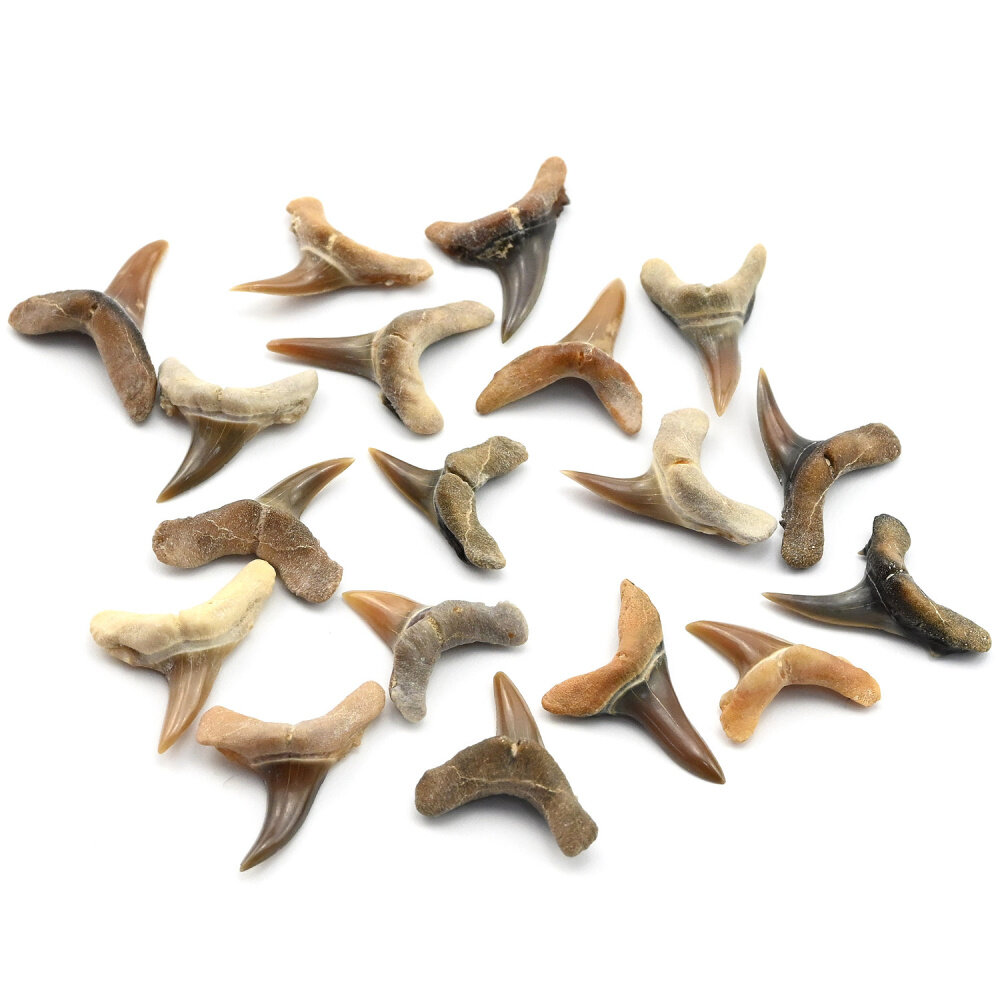 Минерал зуб акулы "Usakias" 12*4*10мм .