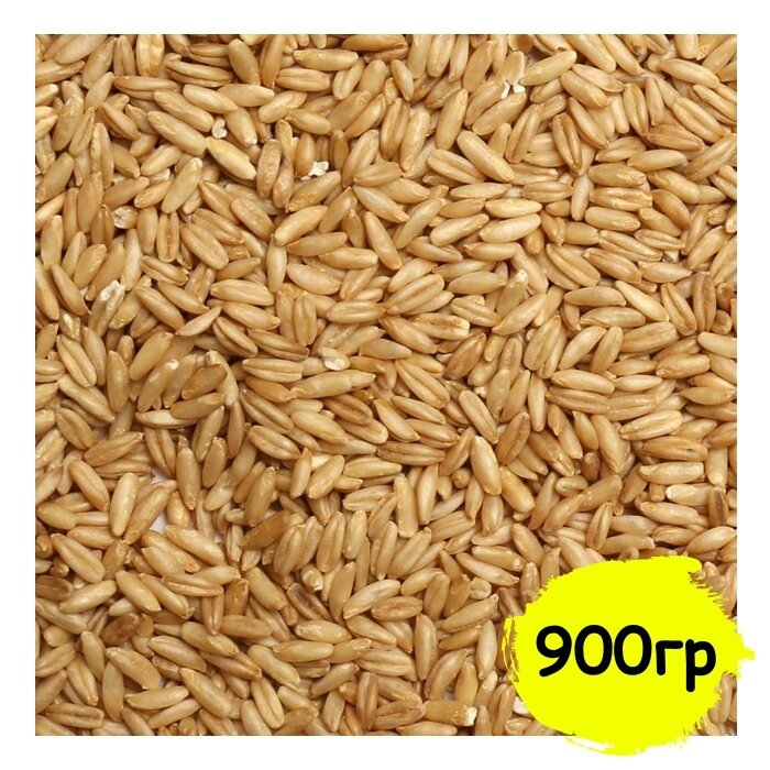 Овес (кубанский) для заваривания и проращивания, Микрозелень для проращивания 900 гр