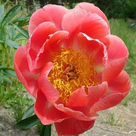 Пион Coral 'n Gold 1 шт.