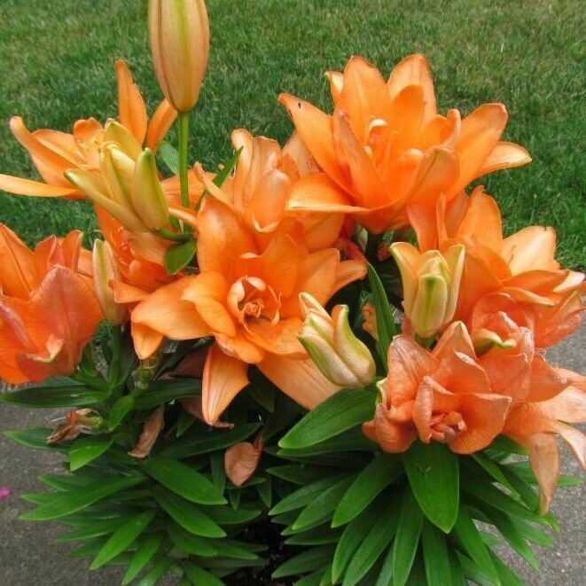 Лилия Тайни Хироуз 1 шт.