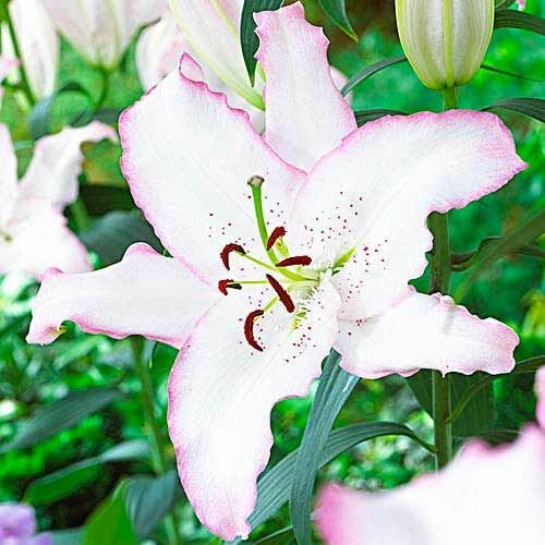 Лилия восточная Бразилия; Луковица, 5 шт.