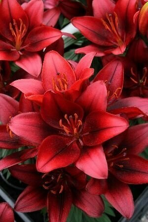 Лилия Тайни Инк 7 шт