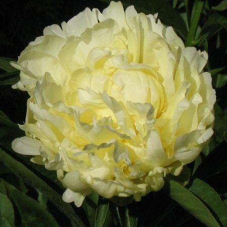 Пион Gold Mine 1 шт.