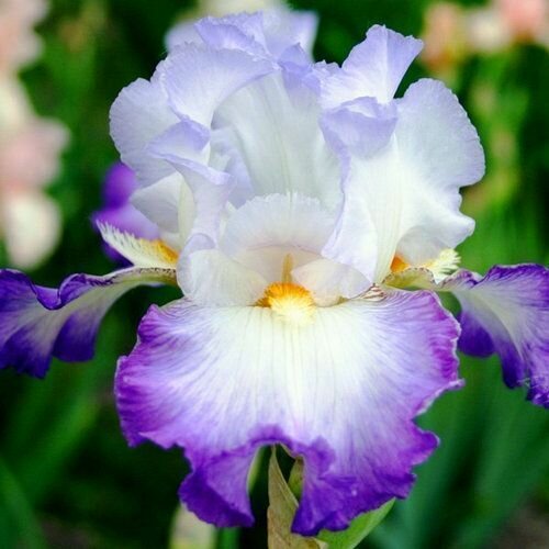 Ирис Луп Зе Луп, 2 шт луковица